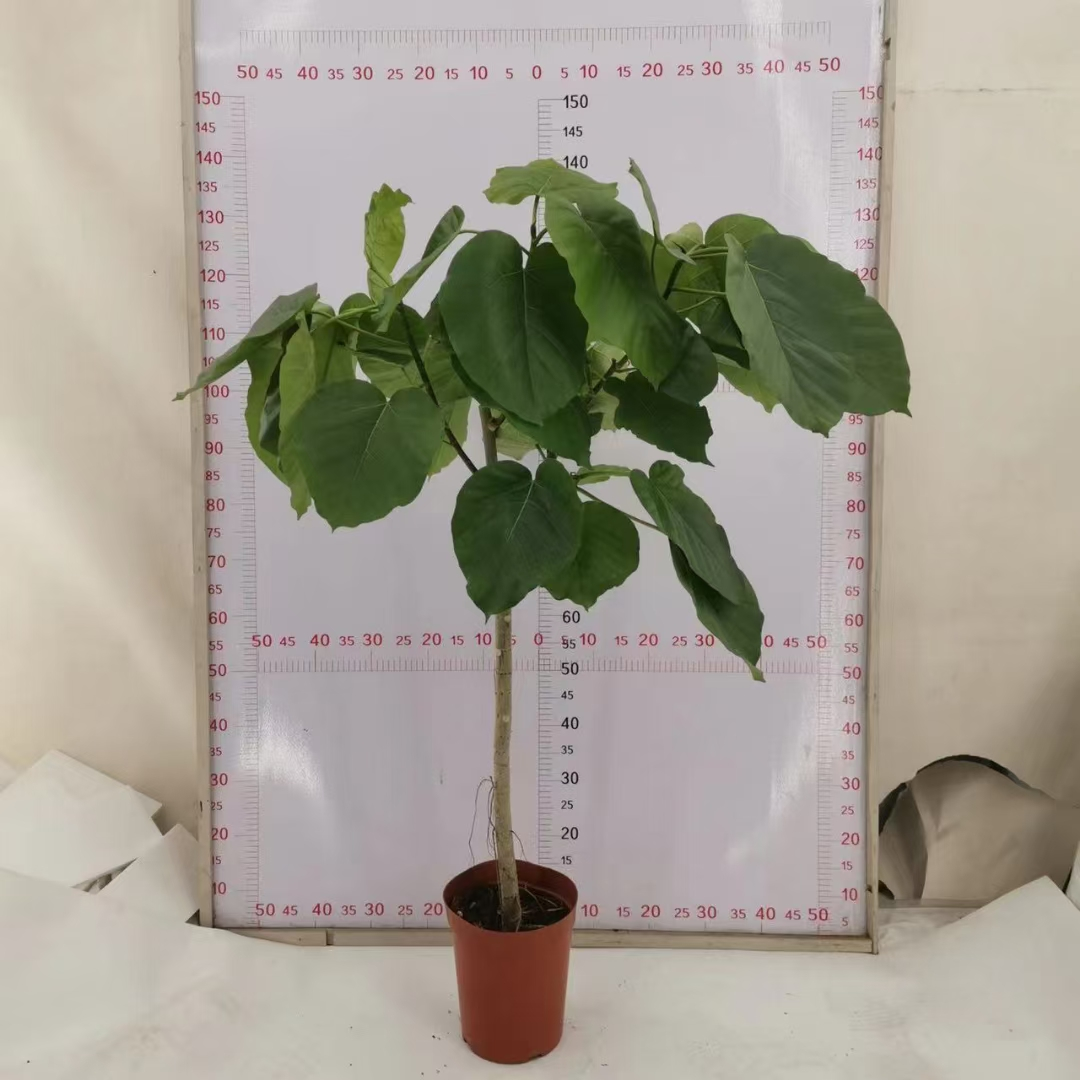 Ficus Umbellata - ALPHA